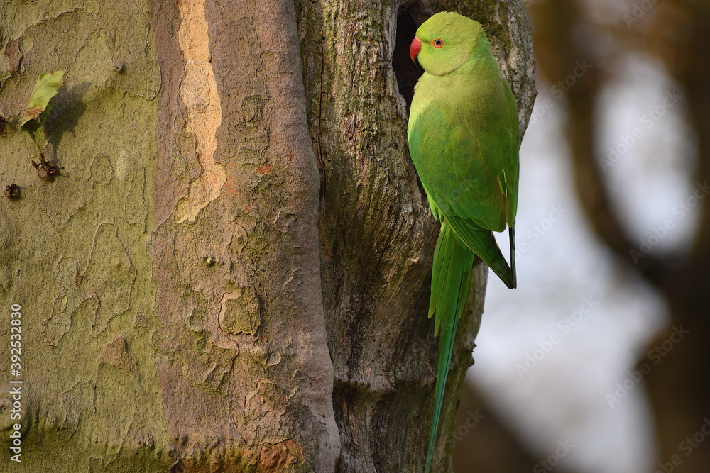 Foto de Ring-necked parakeets are recognised by their loud squawking ...