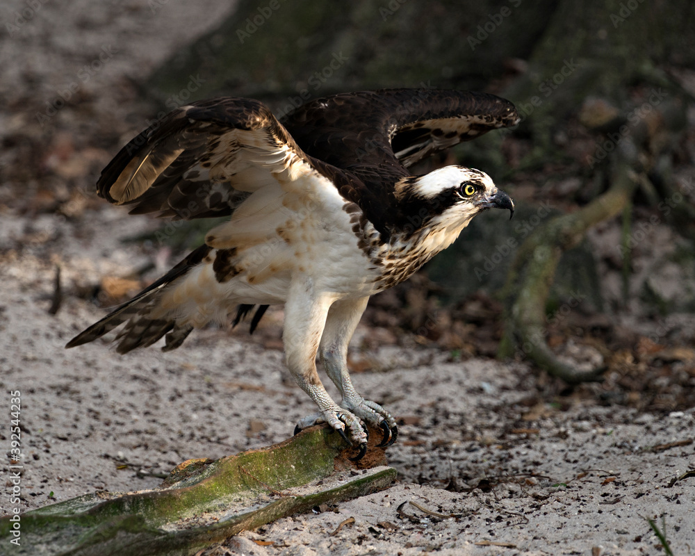 Osprey Stock Photos. Osprey close-up profile view spread wings with ...