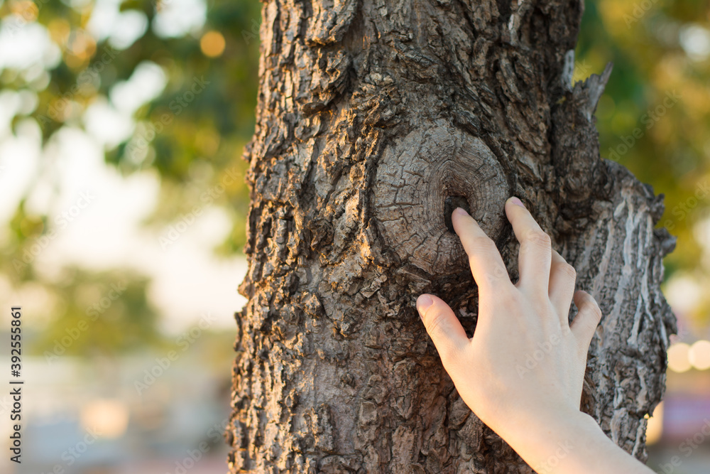 Love nature concept, woman give a hug behind tree, Tree hugging. Close ...