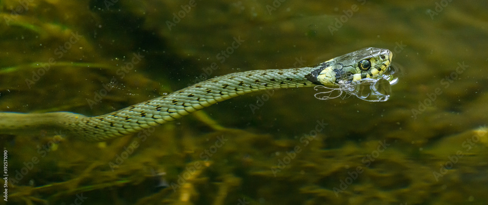 grass snake (Natrix natrix) also called ringed or water snake swimming ...