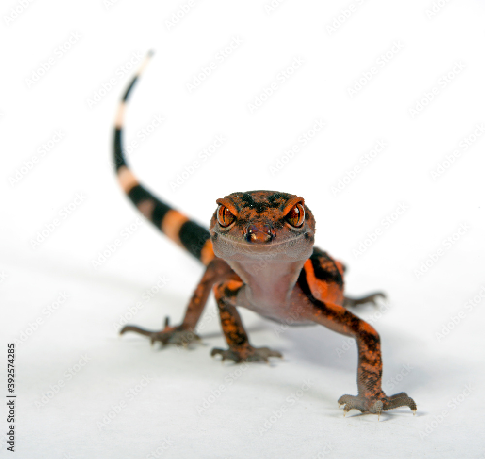 Japanese cave gecko // Japanischer Höhlengecko (Goniurosaurus ...