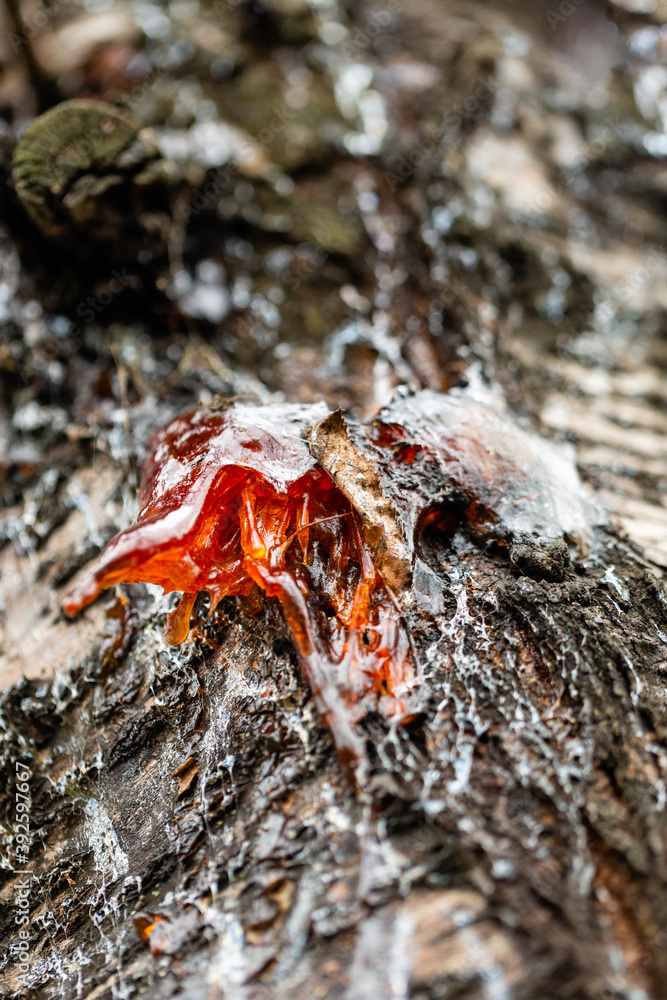 Gummosis, the formation of patches of a gummy substance on the surface ...