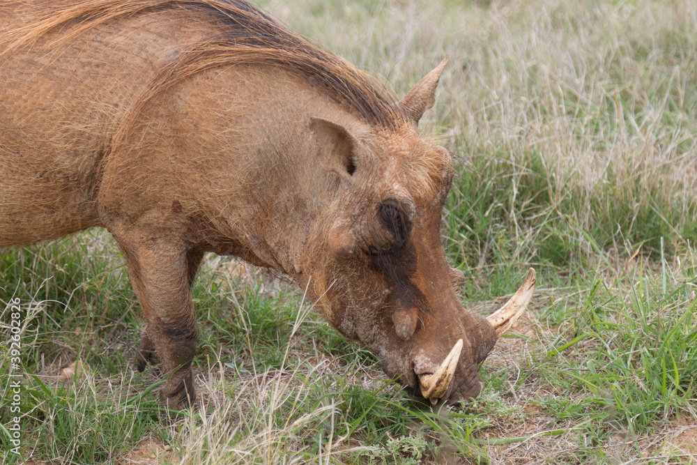 Addo Elephant National Park: a warthof showing a fine pair of tusks ...