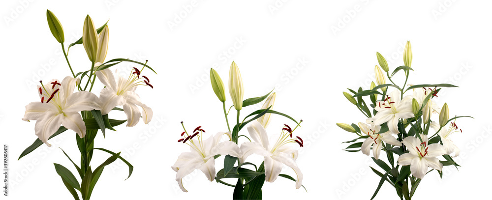 Bouquet of Lílium candídum (snow-white Lily) with several open flowers ...