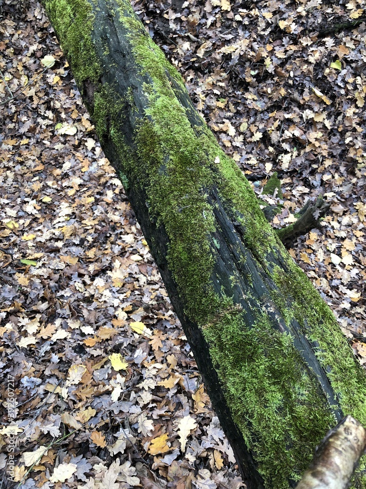 Tree with moss on roots in a green forest or moss on tree trunk. Tree ...
