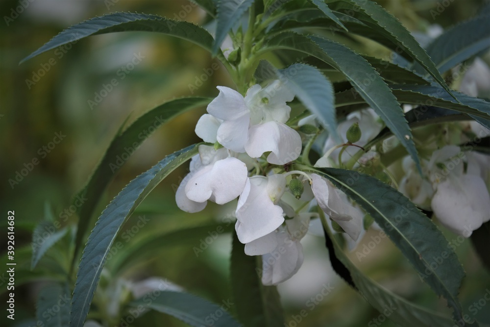 Impatiens balsamina, commonly known as balsam, garden balsam, touch me ...