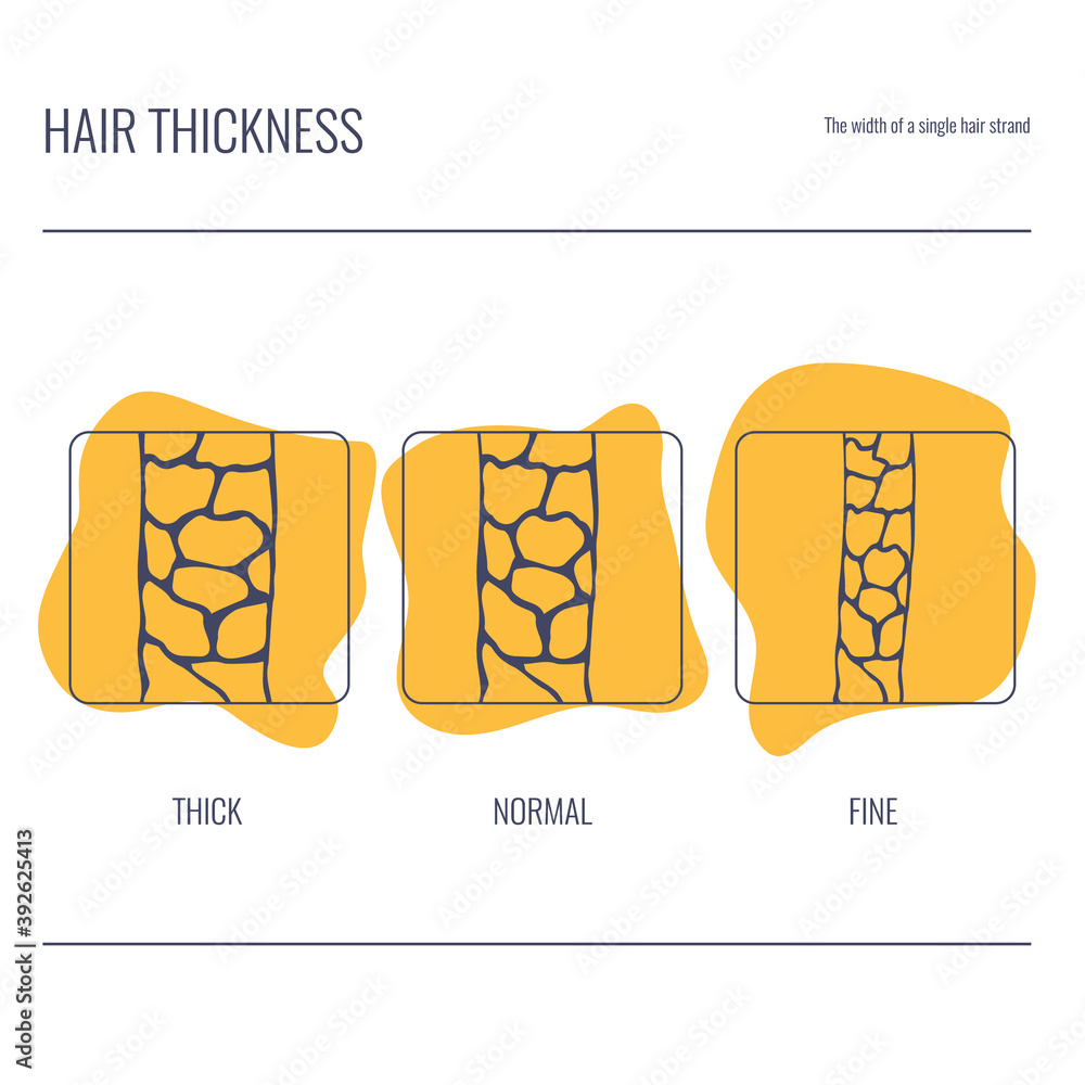 Hair thickness types set. Fine, normal, thick follicle classification ...