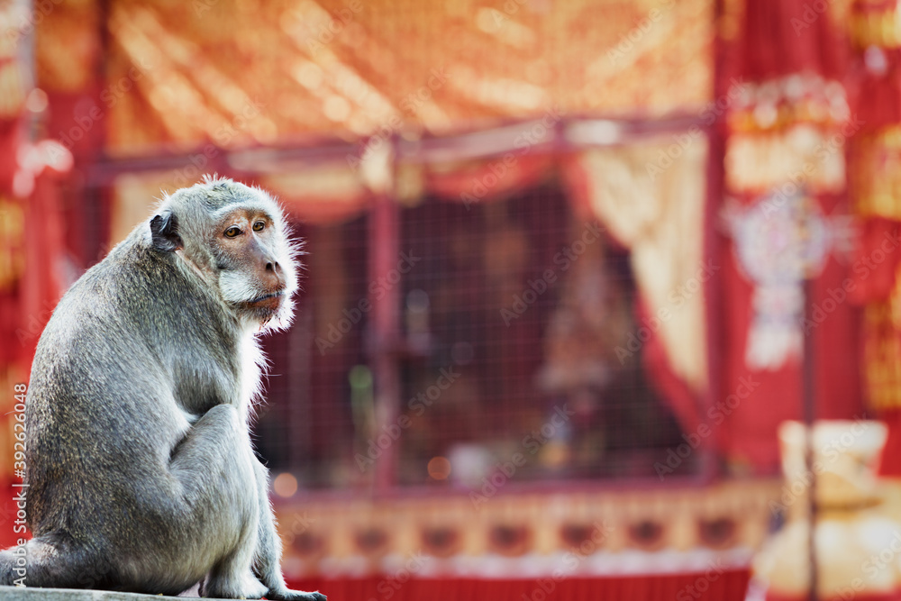 Macaque monkey sit under ritual umbrella in hindu temple in sanctuary ...