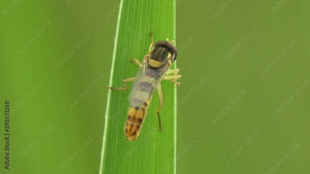 Moves its paws along a flat stem Xanthogramma pedissequum is species of ...