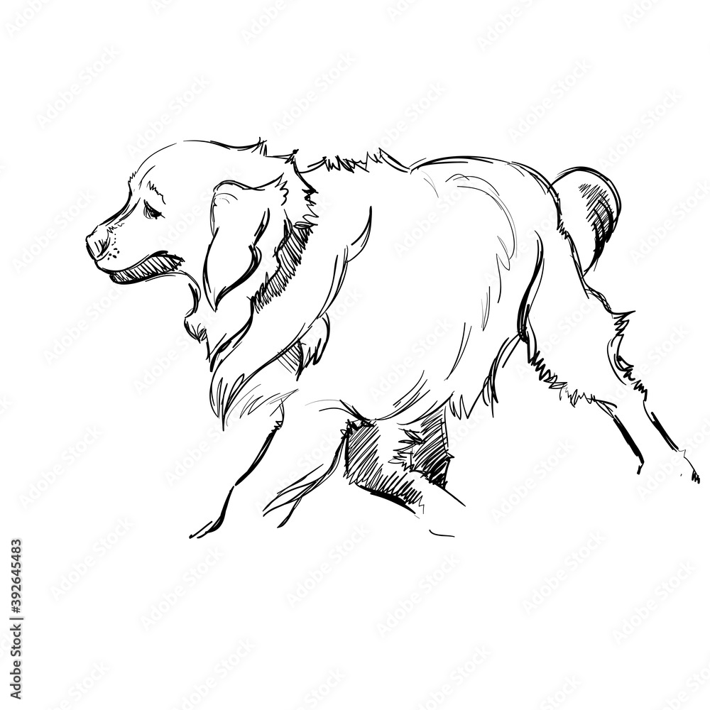 The Portrait of a Cute Shaggy Dog on White Background. Vector ...