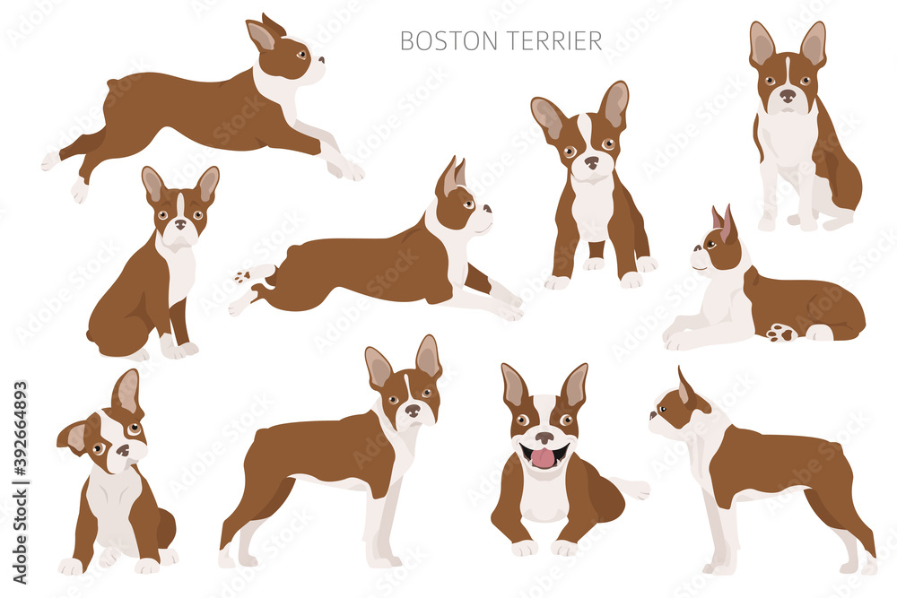 Boston Terrier Clip Art