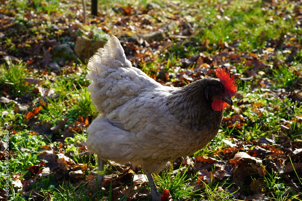 Poule pondeuse grise cendrée Stock Photo | Adobe Stock