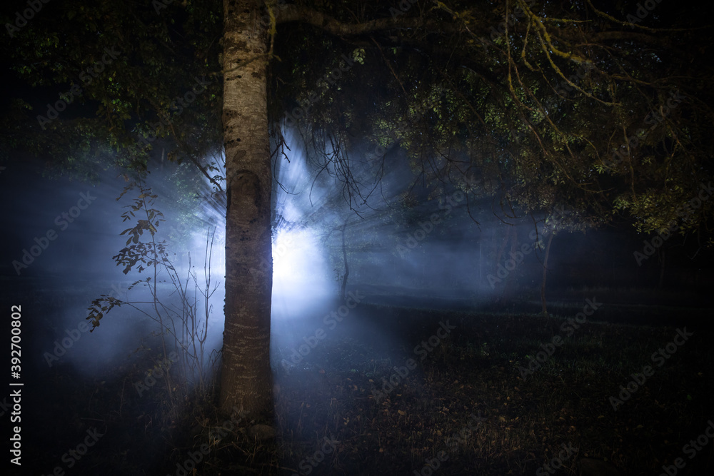 Night Time In A Forest