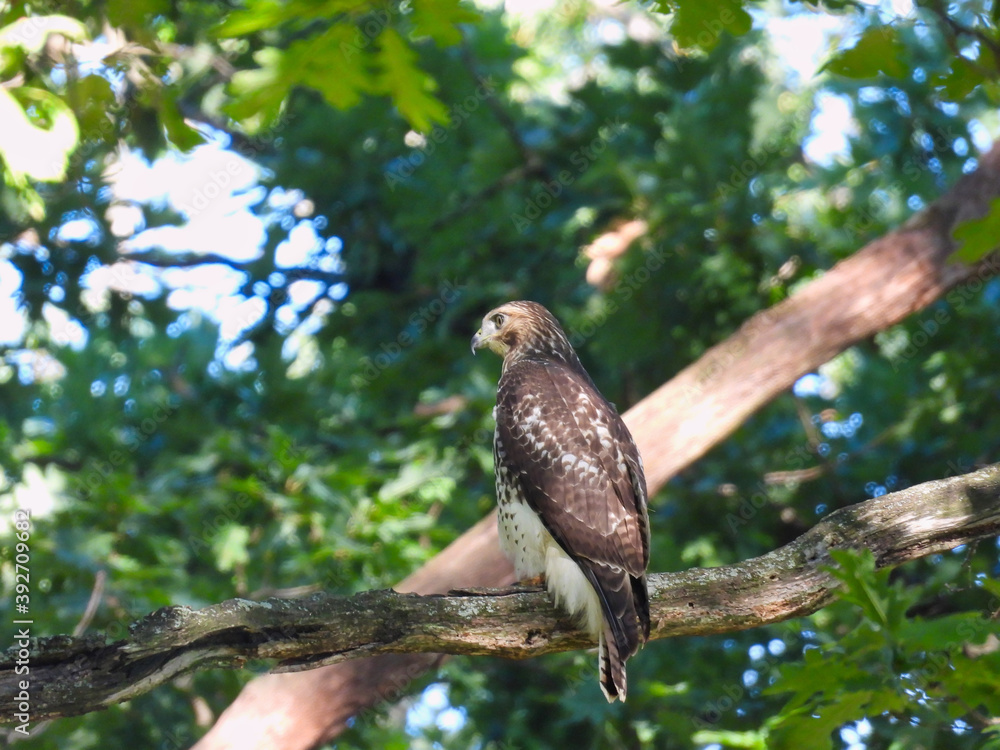 Hawk hunting in the forest: Red-tailed hawk hunts in the woods from a ...