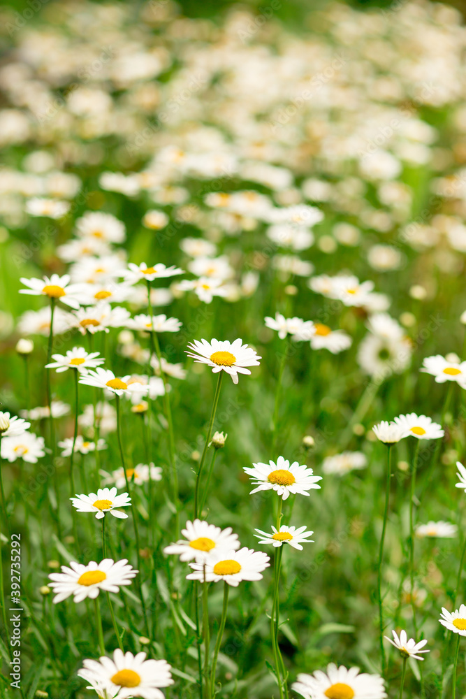 Many blooming daisies in a small garden Stock-Foto | Adobe Stock