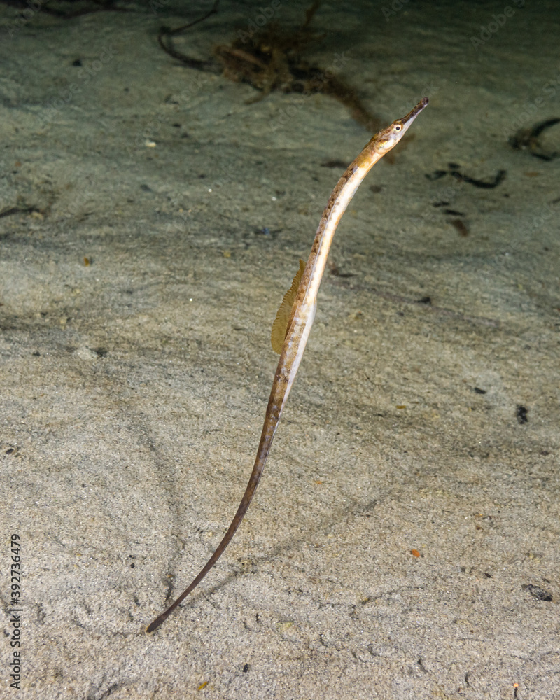 Northern Pipefish