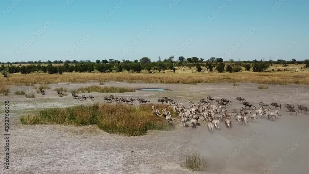 Aerial Fly Over View of a Large Herd Lechwe Antelope, Springbok and ...