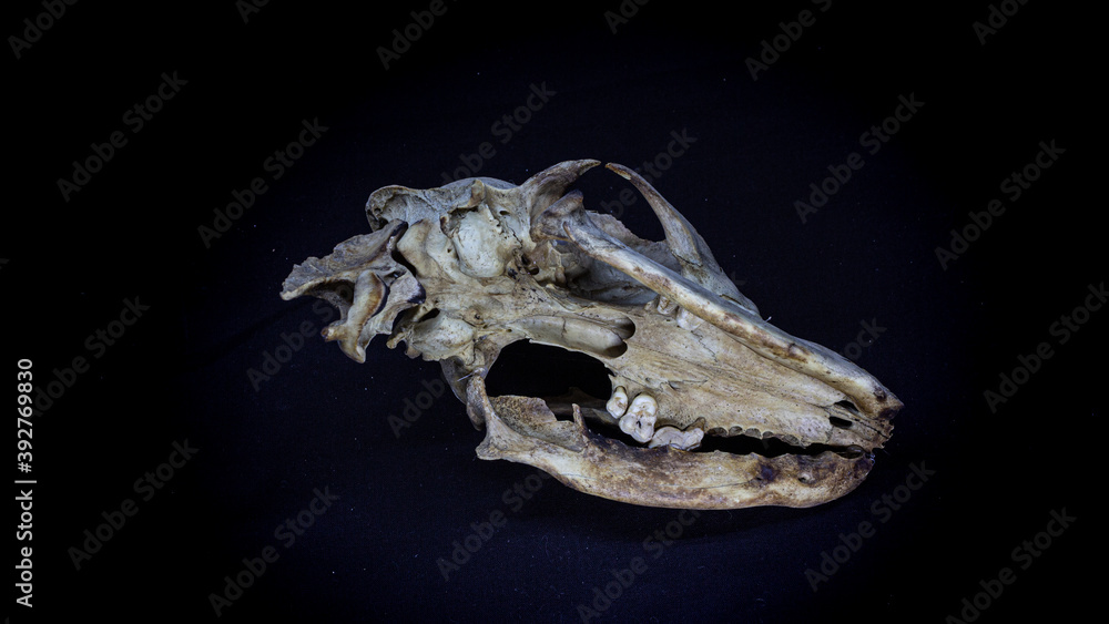 Skull of a dog with the remains of the spine, bottom view, isolated on ...