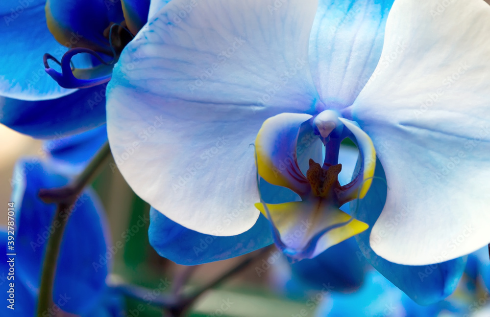 Beautiful Blue Exotic Flowers