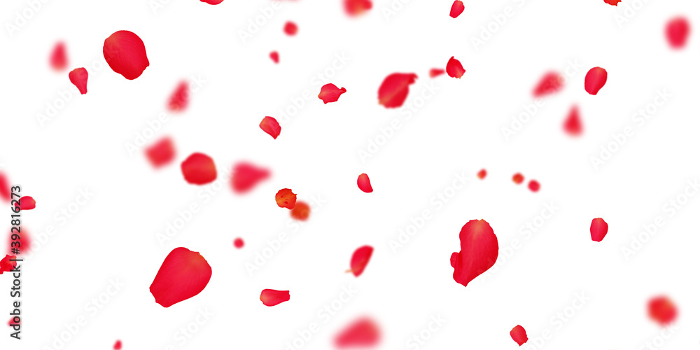 Rose petals Stock Image In white Background Stock Photo | Adobe Stock