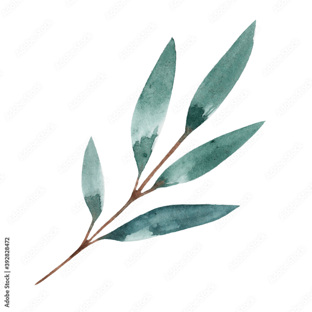 Drawing of watercolor twig with leaves twig isolated. Part of a tree ...
