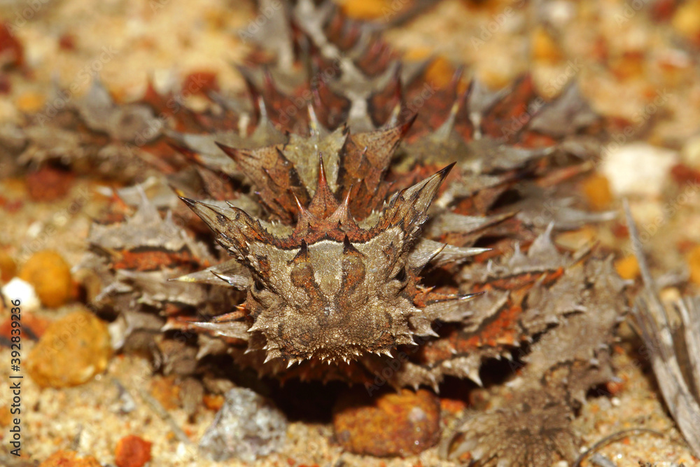 Australian Thorny Devil, Moloch horridus, an ant-eating lizard, natural ...