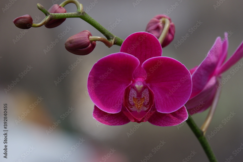 Bunga Anggrek Bulan Ungu , Close up view of beautiful purple ...