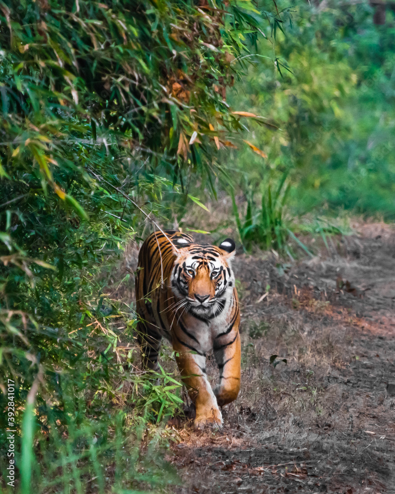 Tiger In Jungle