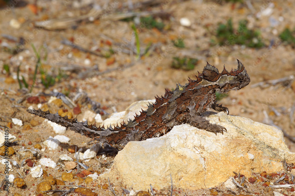 Australian Thorny Devil, Moloch horridus, an ant-eating lizard, natural ...