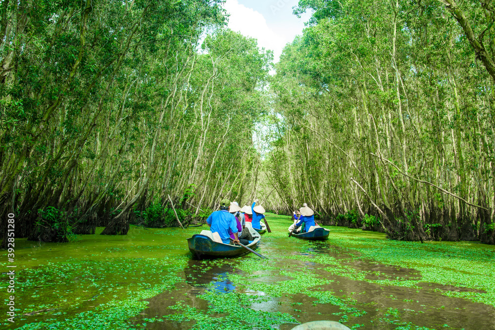 Sailing boat in Tra Su flooded indigo forest trees, a preserved forest ...