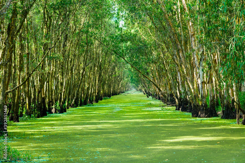 Sailing boat in Tra Su flooded indigo forest trees, a preserved forest ...