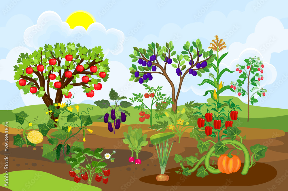 Fruit And Vegetable Garden Clipart | Fasci Garden Fruit And Vegetable Garden Clipart | Fasci Garden