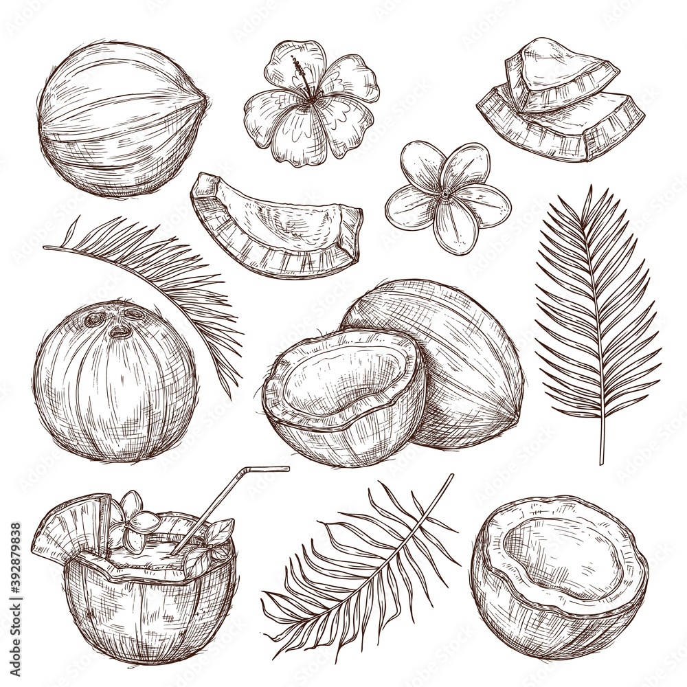 Coconut sketch. Drawing nature, hand drawn half exotic nuts. Isolated ...