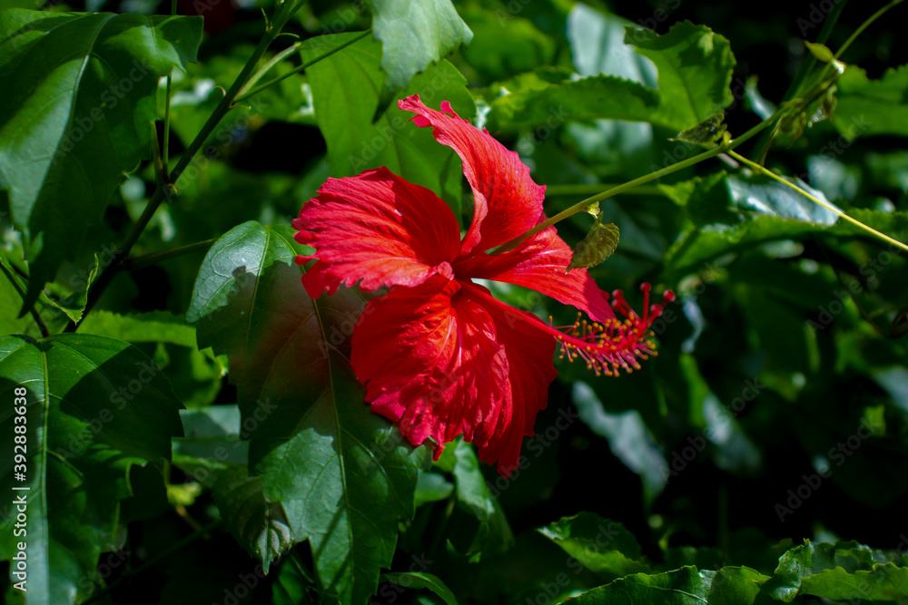 Foto de Cayena. Nombre científico: Hibiscus rosa-sinensis. Su origen se ...