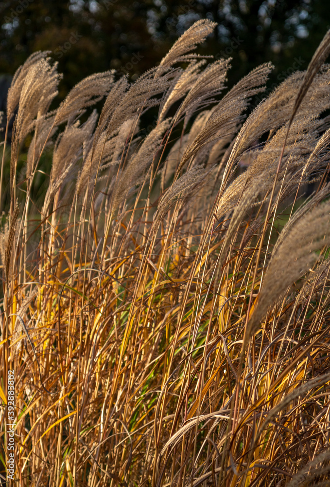 Tall grass Miscanthus sinensis "Positano" blowing in the wind in golden ...