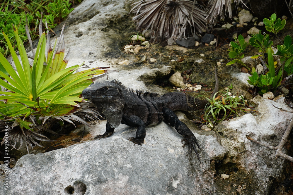 tulum, iguana, unesco, archeology, coati, buildings, nature, palms ...