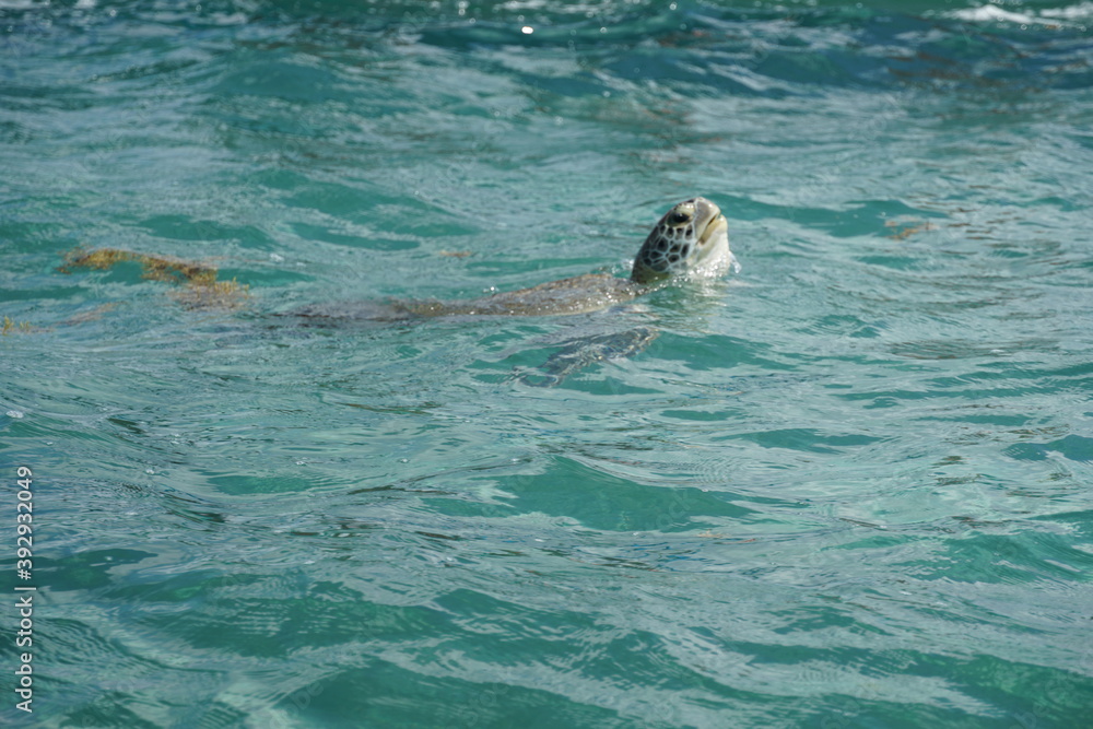 sian ka'an, sian kaan, tulum, natural reserve, lagoon, mexico, quintana ...