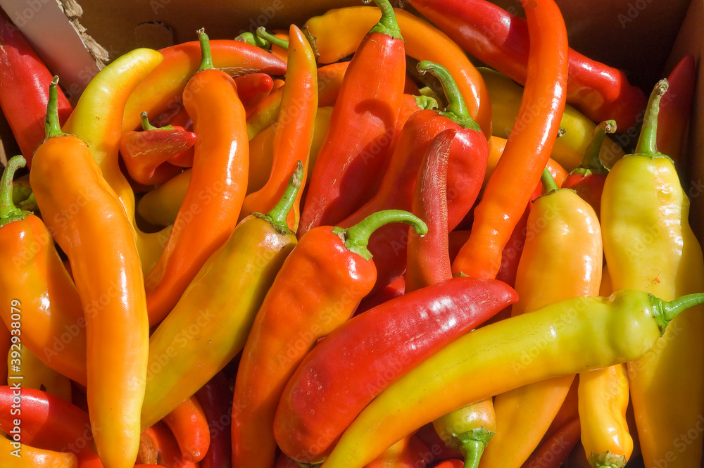 Hot Chili Pepper Flavor and Color Combinations Stock Photo | Adobe Stock