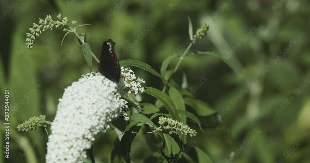 Beautiful Botanical Garden. White Butterfly Bush with a Peacock ...