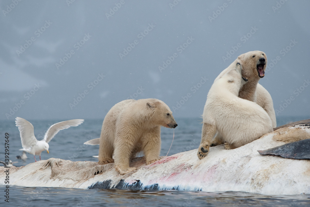 Polar Bears Fighting on Whale Carcass, Svalbard, Norway Stock Photo ...