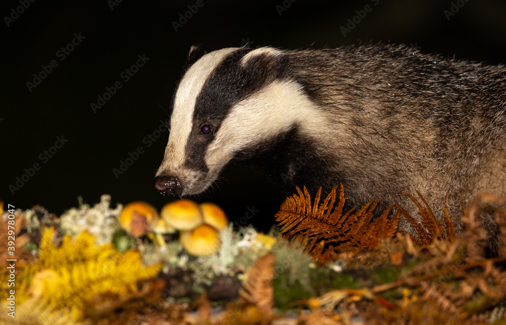 Badger (Scientific name: Meles meles)Close up of a wild, native ...