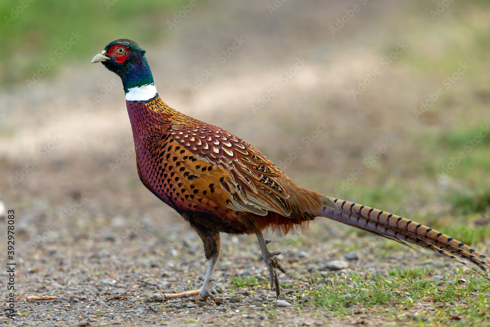 Pheasant (Scientific name: Phasianus Colchicus) Colourful male Ring-necked or common pheasant in ...