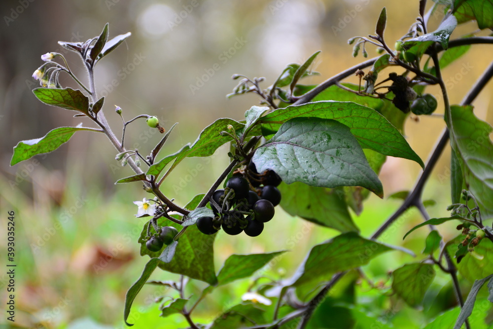 The nightshade (Solanum nigrum) continues to bloom until late autumn ...