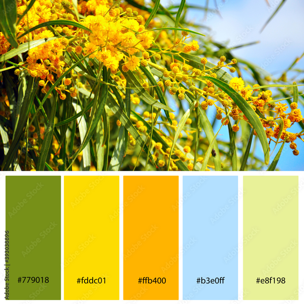 Designer Color Palette inspired by Golden Wattle, Australian floral ...