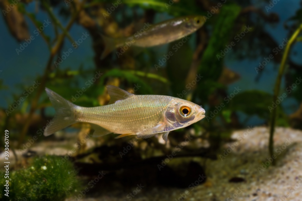 juvenile common roach, attentive and cautious freshwater fish in ...