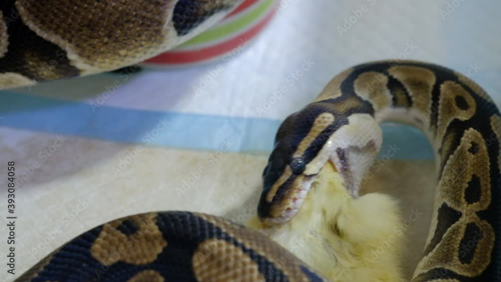 Snake eating a mouse, ball python eats a mouse, rat snake that subdues ...