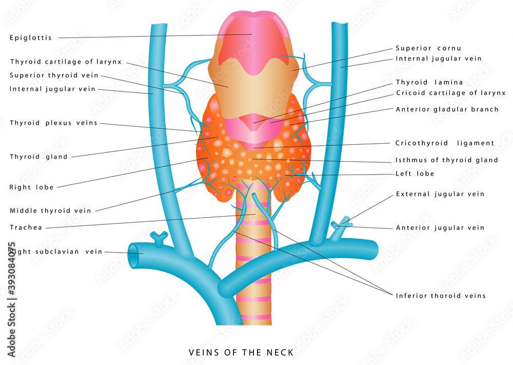 Veins of the neck. Anterior view of the neck region vein. Venous ...