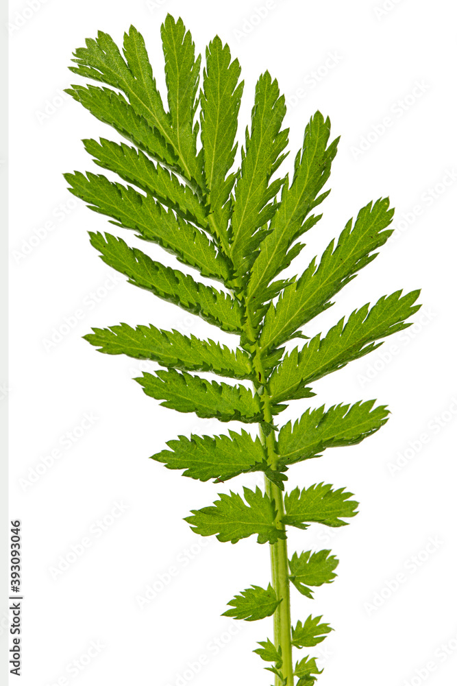 Leaf the medicinal plant of tansy, lat. Tanacetum vulgare, isolated on ...