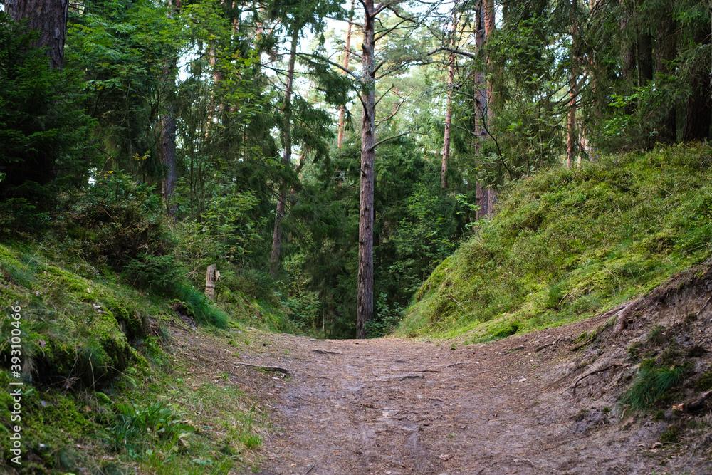 Pathway in an old growth forest leading over the hill Stock Photo ...