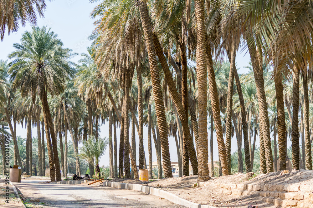 Forest of palm trees in the old Dariyah, Riyadh, the kingdom of Saudi ...
